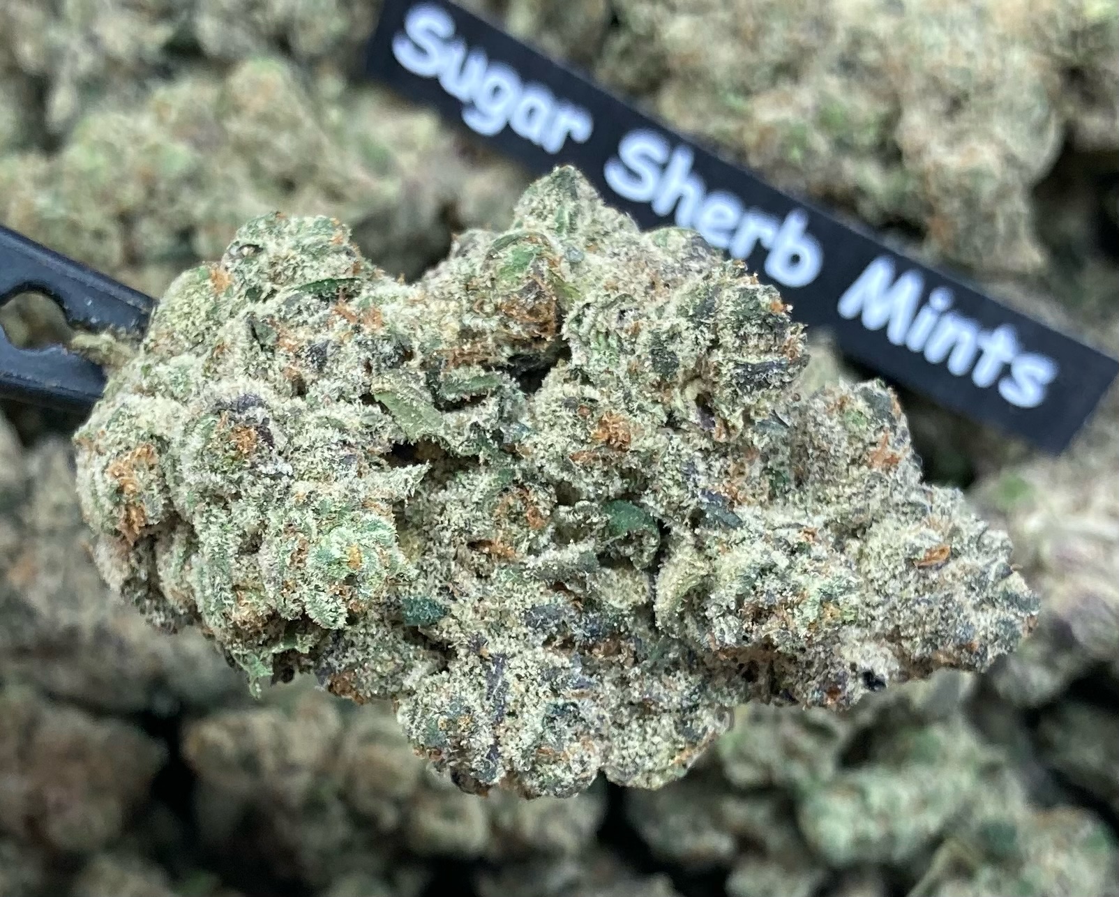 Sugar Sherbet Mints – MJ's Delivery